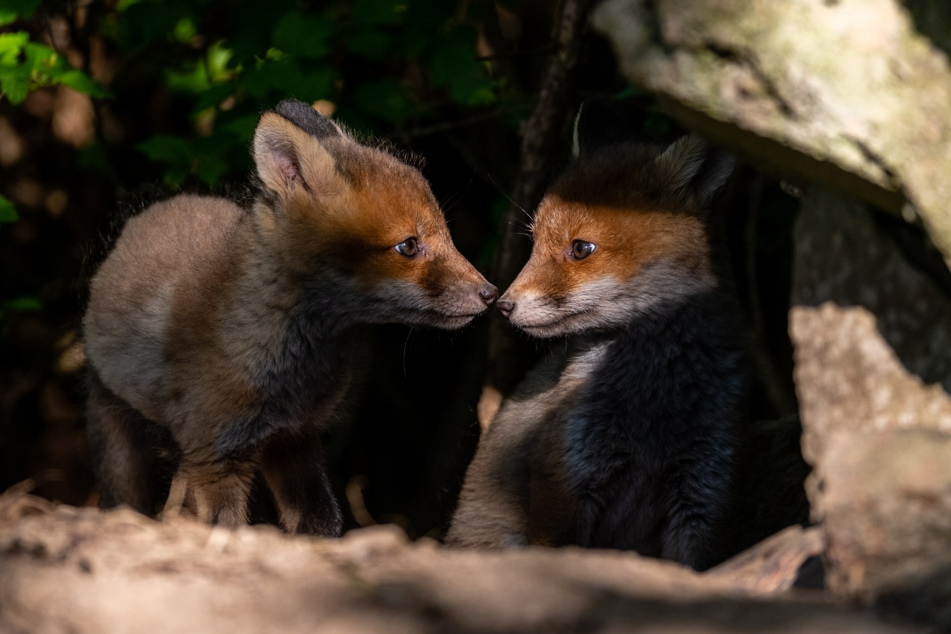 Rudā lapsa | NATTOUR