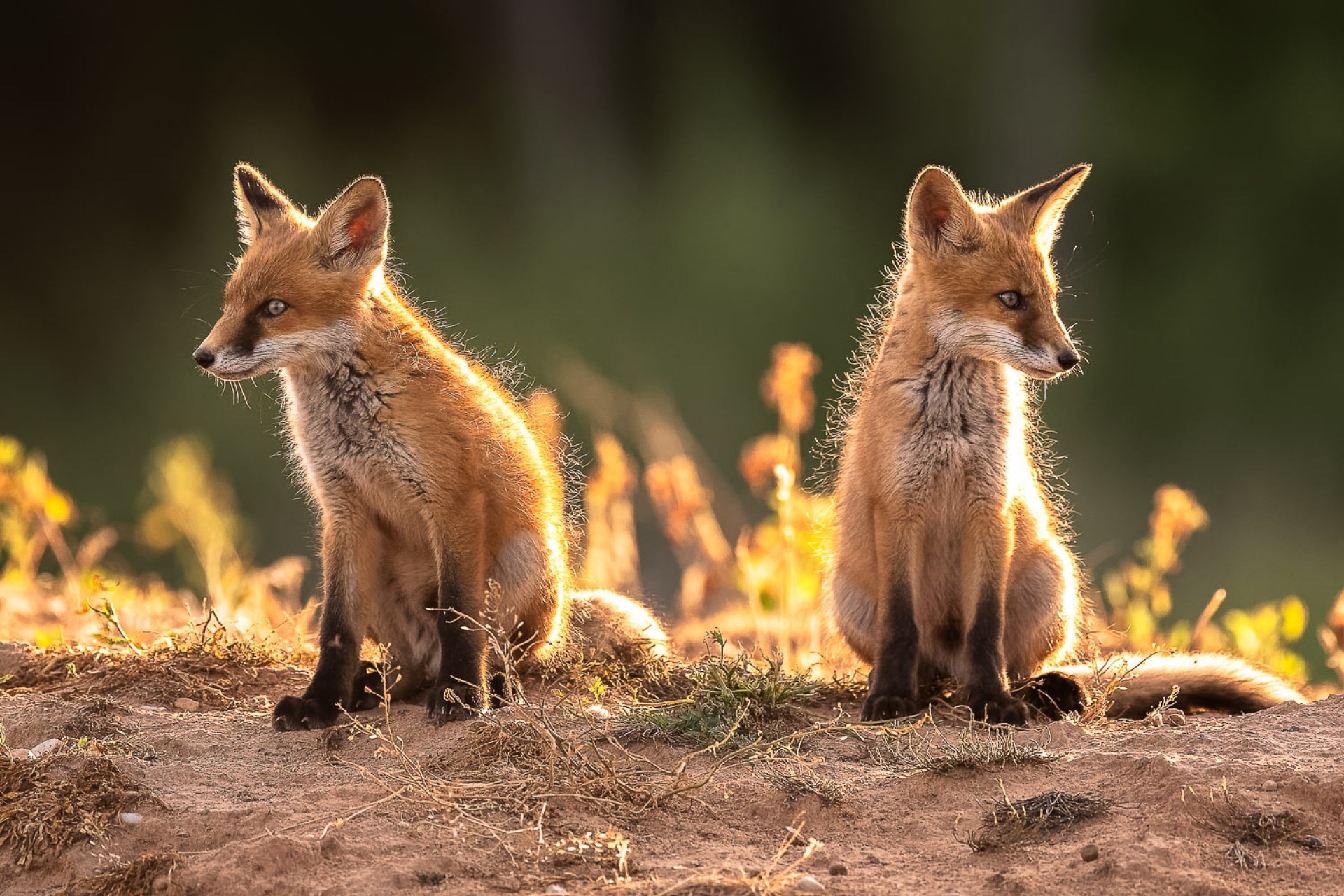 Rudā lapsa | NATTOUR